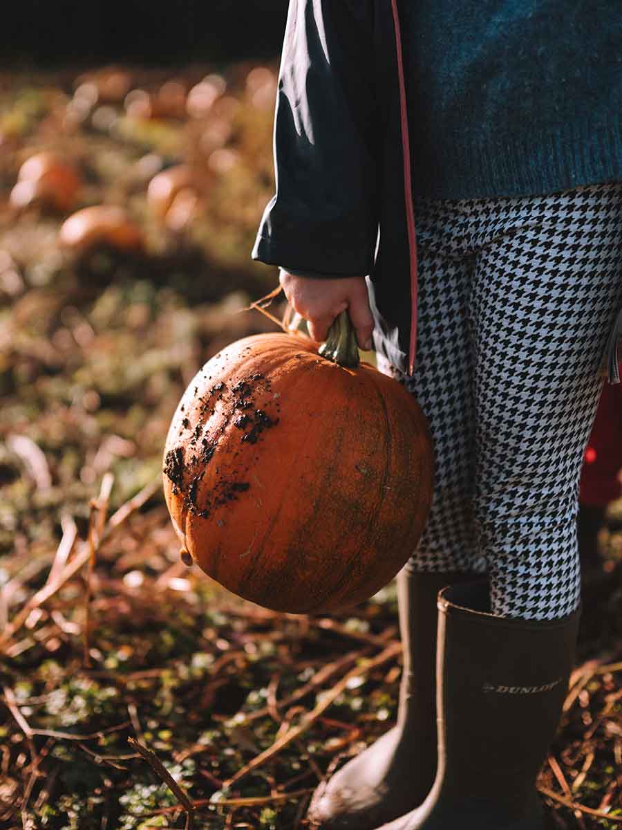Pick Your Own Pumpkins - Forage