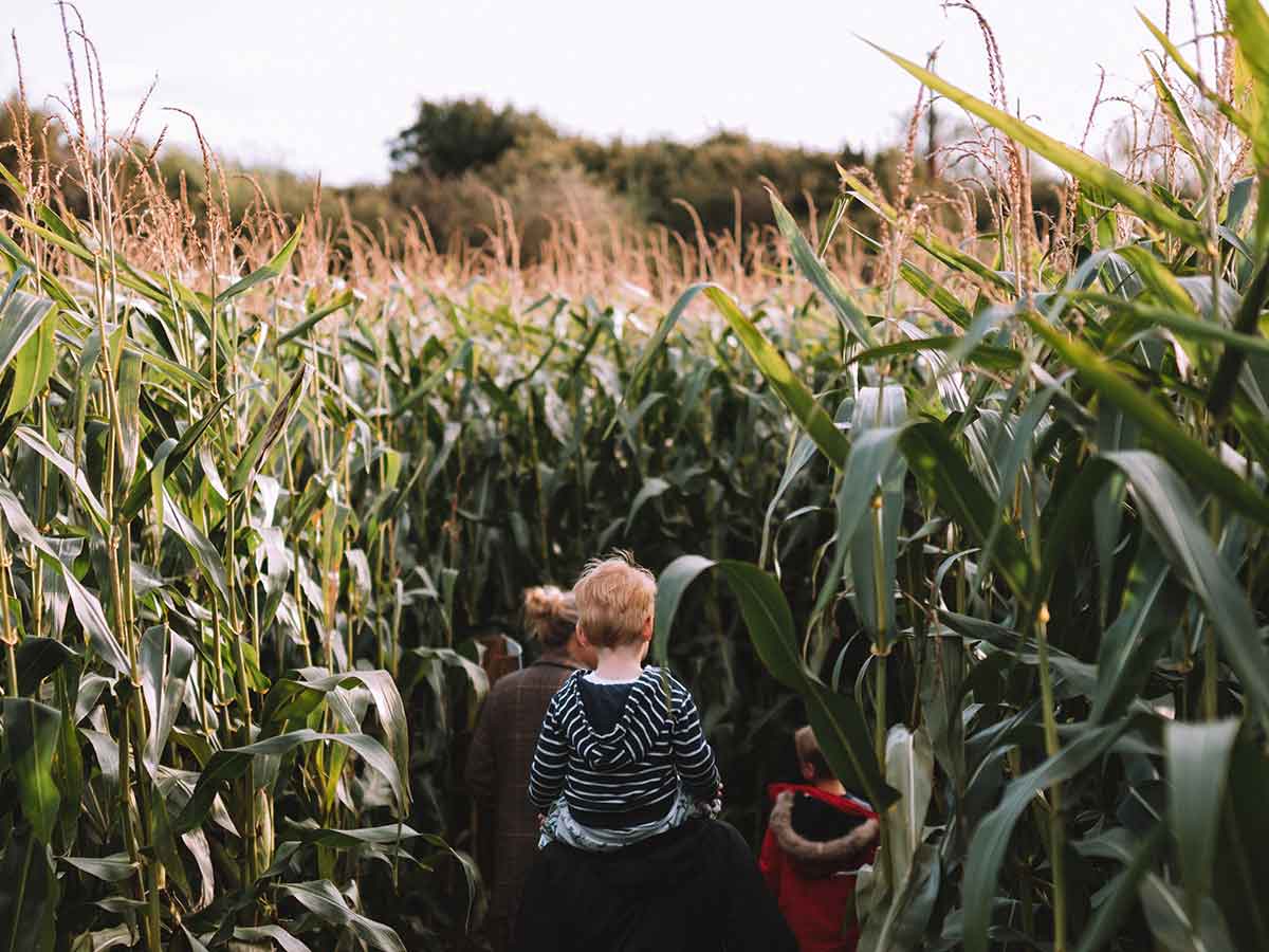 Pick Your Own Pumpkins - Forage