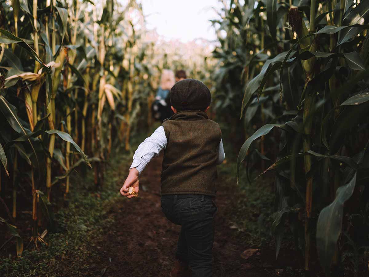 Pick Your Own Pumpkins - Forage