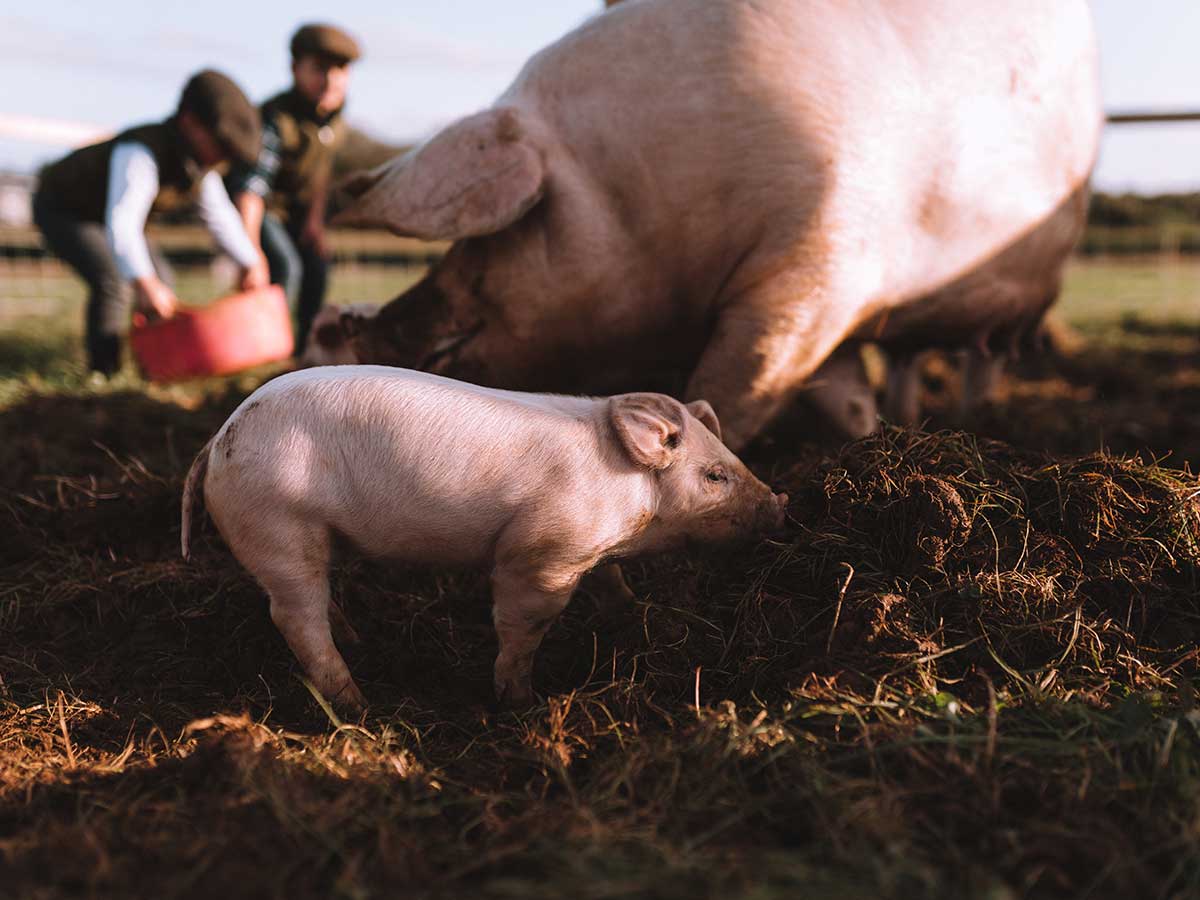 Pick Your Own Pumpkins - Forage
