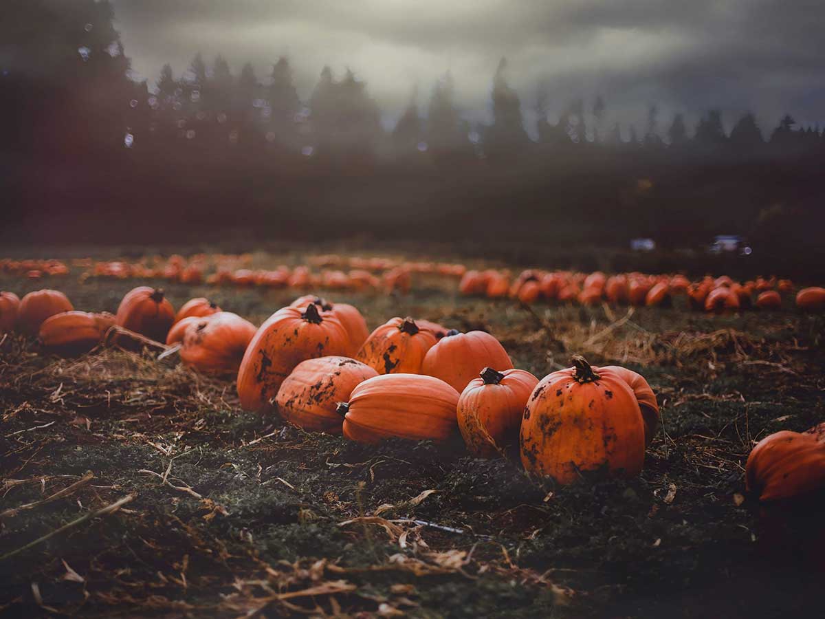 Pick Your Own Pumpkins - Forage