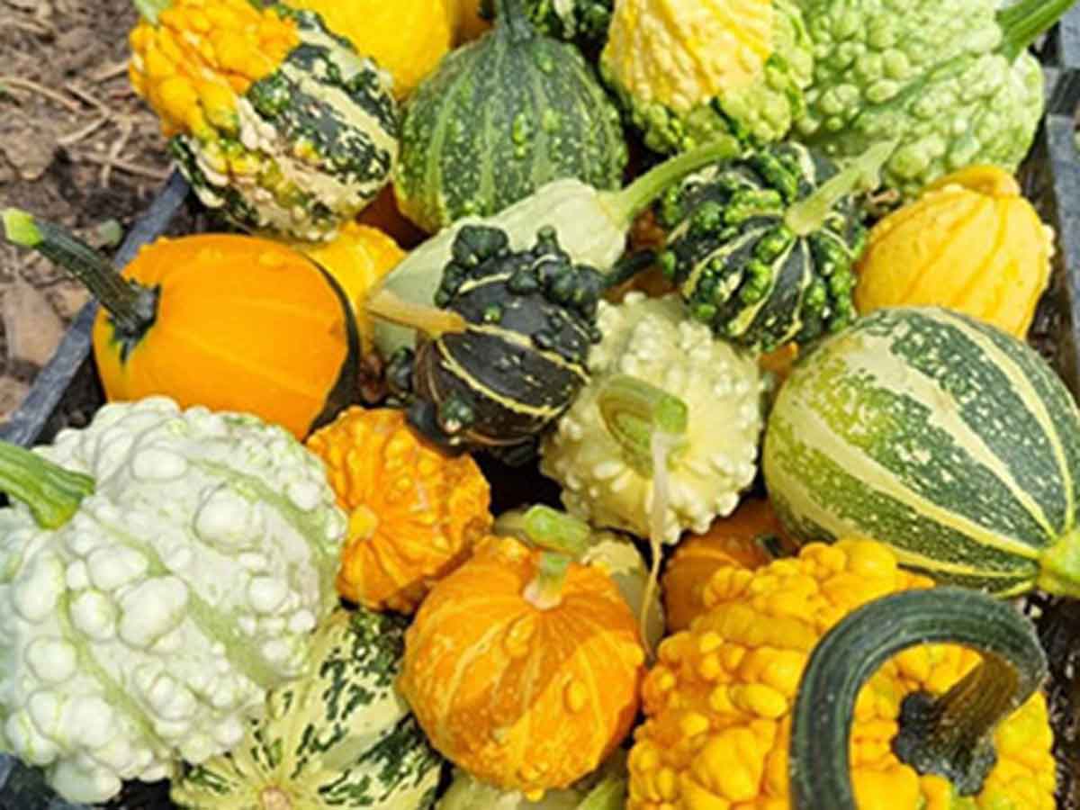 Pick Your Own Pumpkins - Forage